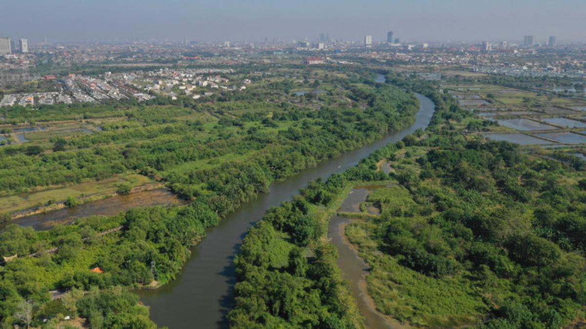 Konservasi Tumbuhan Potensial Pemulih Ekosistem Sungai Brantas ...