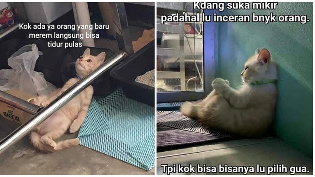 6 Meme Kucing Banyak Pikiran Ini Nyeleneh Banget, Kocak