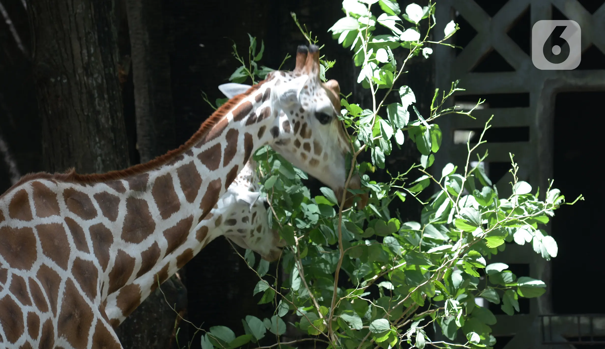 FOTO: Hore, Taman Marga Satwa Ragunan Kembali Dibuka - Foto Liputan6.com