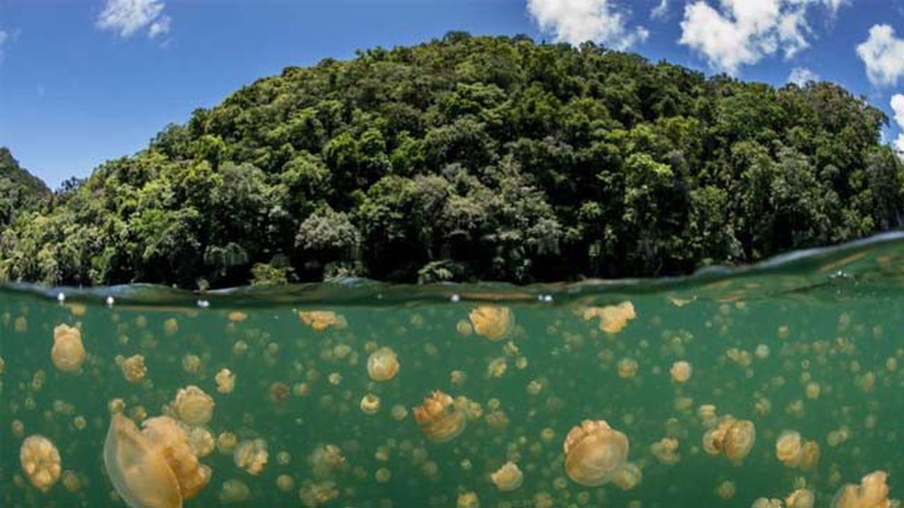 6 Fakta Menarik Negara Palau di Samudera Pasifik, Tetangga Indonesia ...