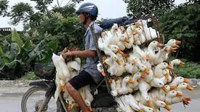 6 Potret Orang Bonceng Hewan Pakai Motor Ini Bikin Melongo - Hot ...