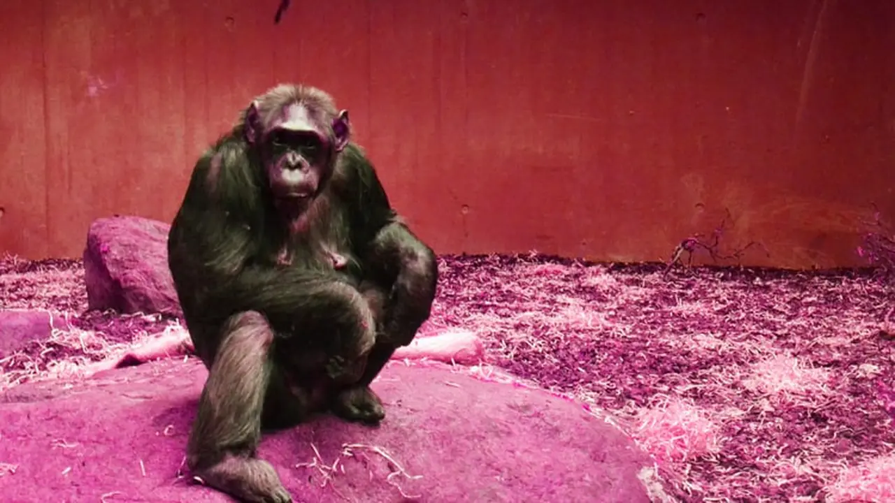 Fenomena Aneh Tapi Nyata, Simpanse Bisa 'Menular' Saat Pipis - Hot ...