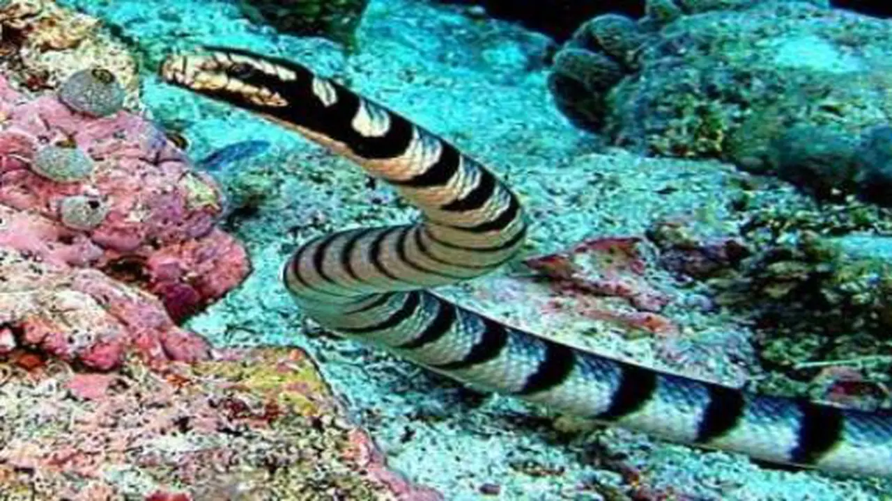 10 Ular Paling Berbisa di Muka Bumi - Citizen6 Liputan6.com