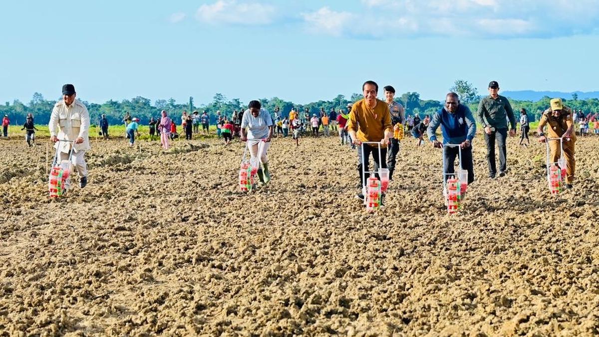 Food Estate Merauke akan Jadi Kawasan Ekonomi Khusus, Tanam 2 Pangan Ini