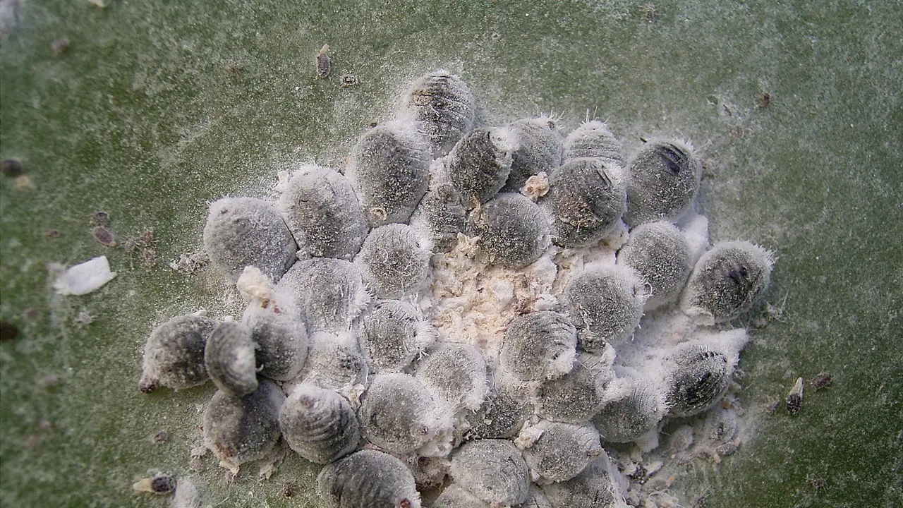 Mengenal Karmin Pewarna Alami dari Serangga, Begini Hukumnya dalam ...