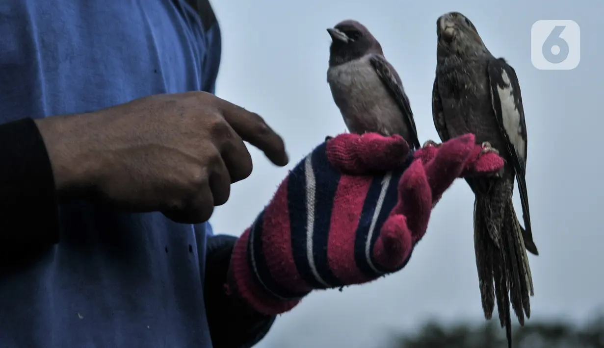 FOTO: Melatih Burung Terbang Bebas di Langit Jakarta - Foto Liputan6.com
