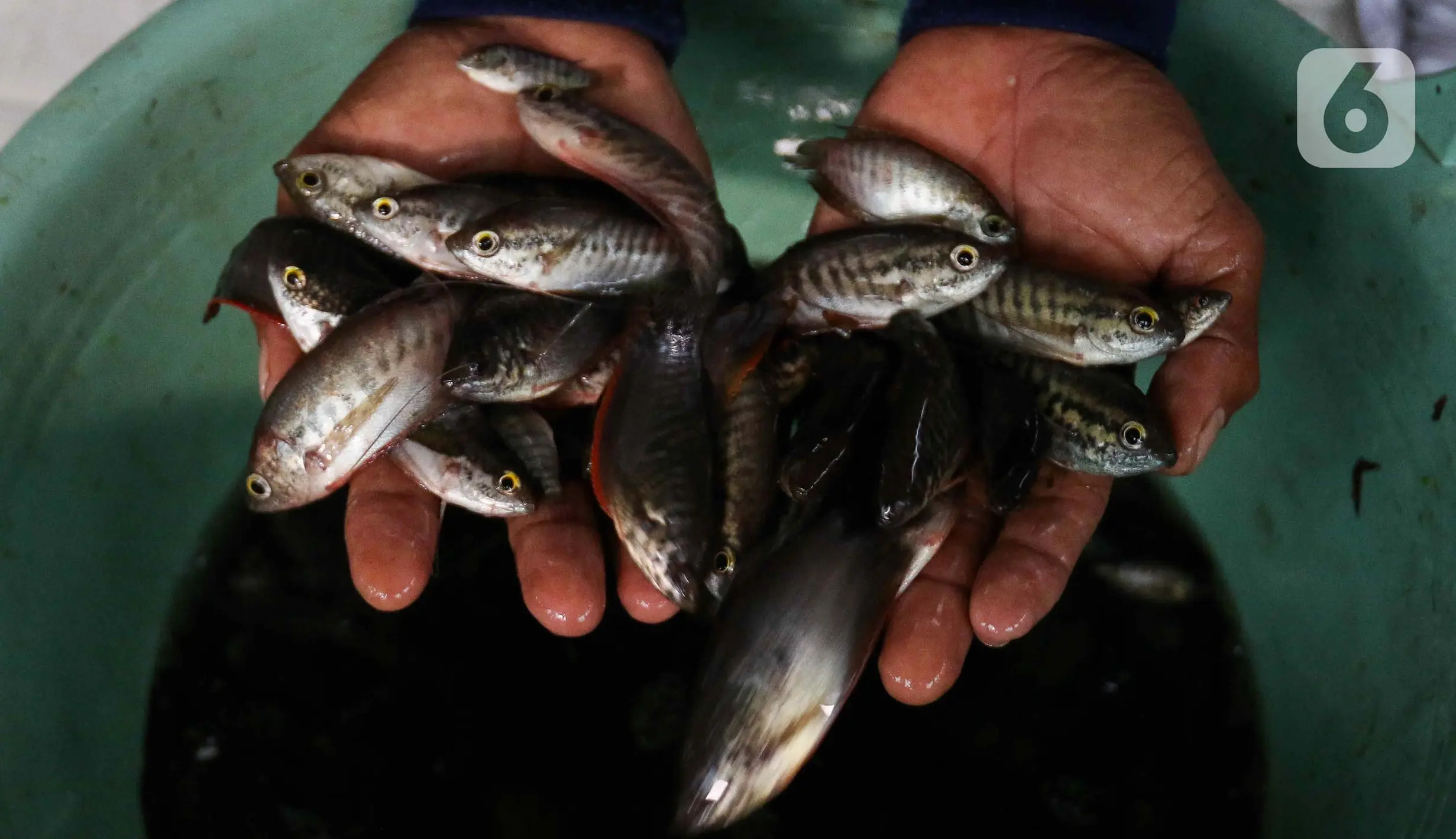 Melihat Konservasi Ikan Belida yang Terancam Punah - Foto Liputan6.com
