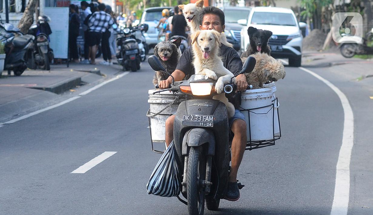 Sehari Bersama Ketut Lelut, Pria di Bali yang Rawat Puluhan Anjing ...