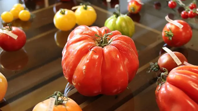 7 Jenis Tomat dan Cara Mengolahnya Sesuai Bentuk - Hot Liputan6.com