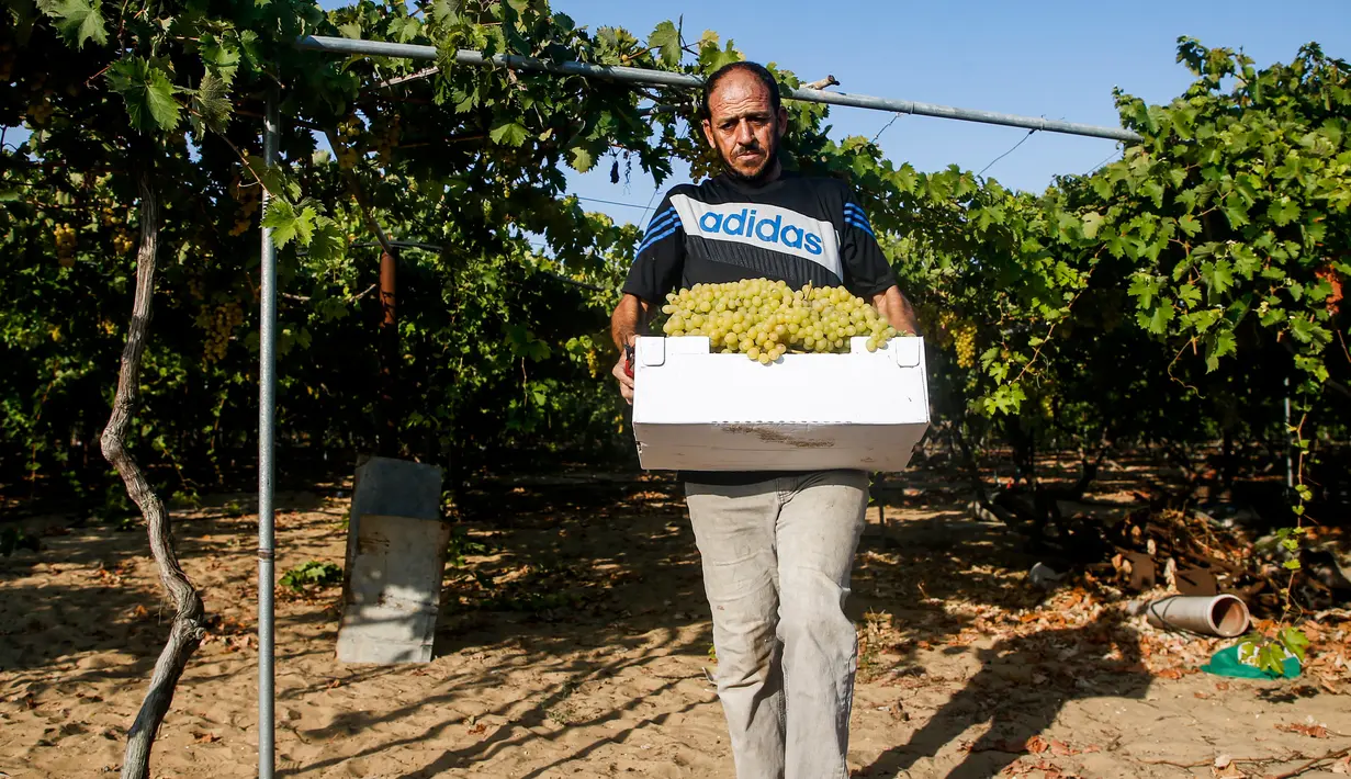 FOTO: Melihat Panen Anggur Petani Gaza - Foto Liputan6.com