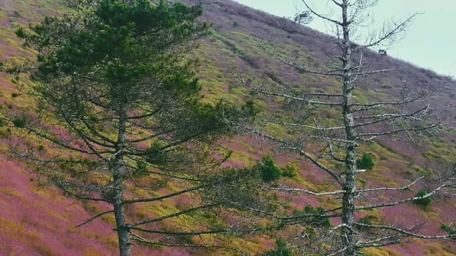 6 Fakta Menarik Gunung Guntur yang Jadi Destinasi Wisata Andalan di ...