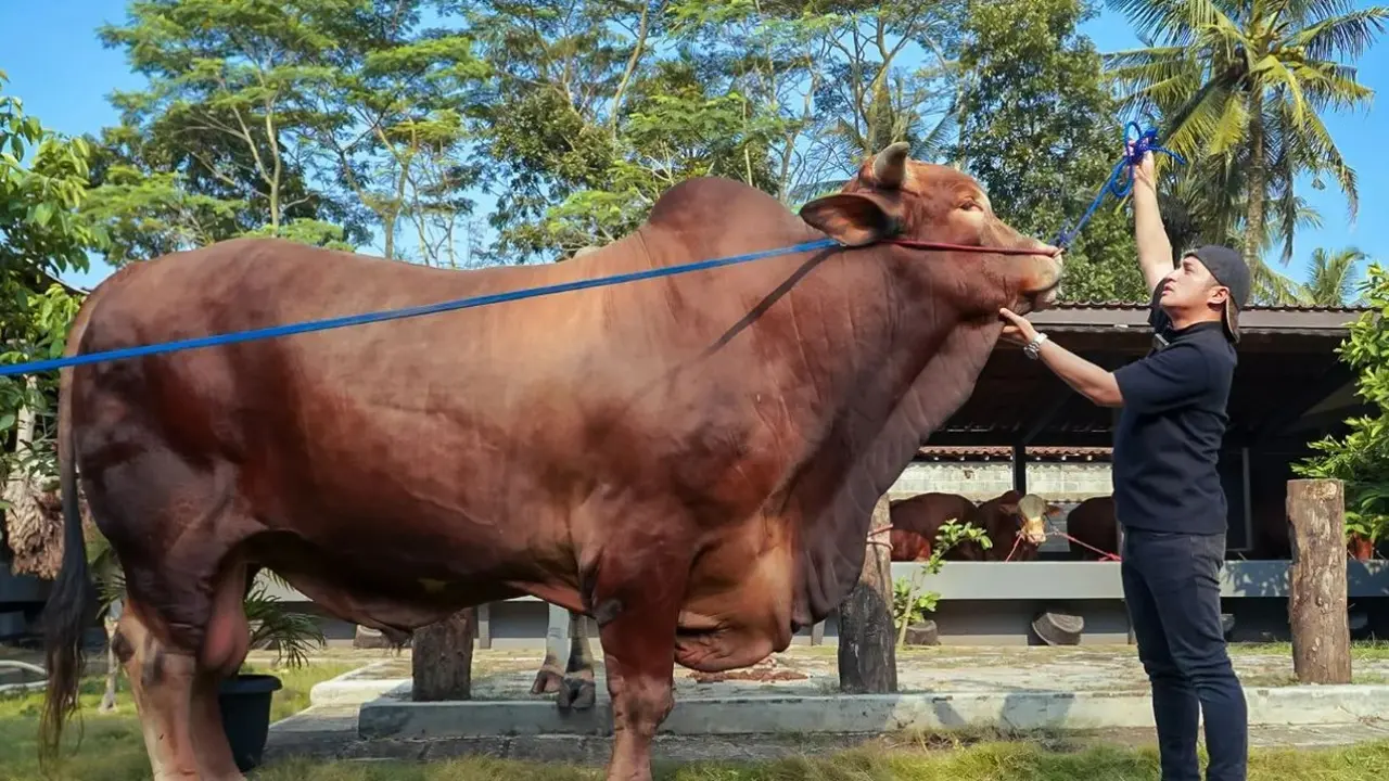 Melihat Penampakan Sapi Kurban Irfan Hakim Sejak 2019-2023, Selalu yang Terbaik - Entertainment ...