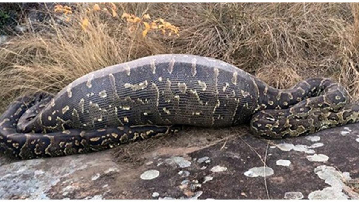 Ingin Kenyang Setelah Makan Landak, Ular Python Ini Justru Mati ...