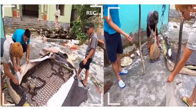 Viral Penemuan Puluhan Ular Bersarang di Kasur, Bikin Merinding - Hot Liputan6.com