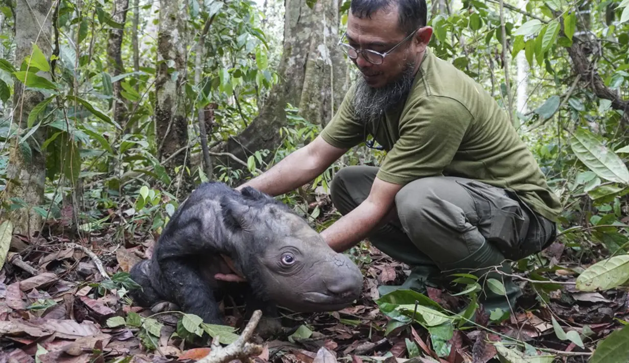 Potret Menggemaskan Bayi Badak Sumatera yang Lahir di Taman Nasional ...