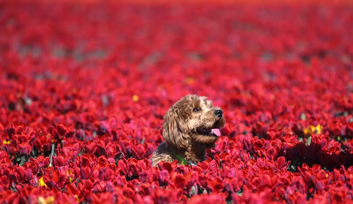 FOTO: Terpikat Hamparan Tulip Bermekaran di Jerman - Foto Liputan6.com