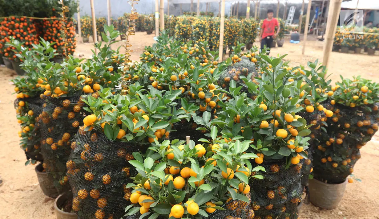 FOTO: Berburu Jeruk Keberuntungan Jelang Imlek - Foto Liputan6.com