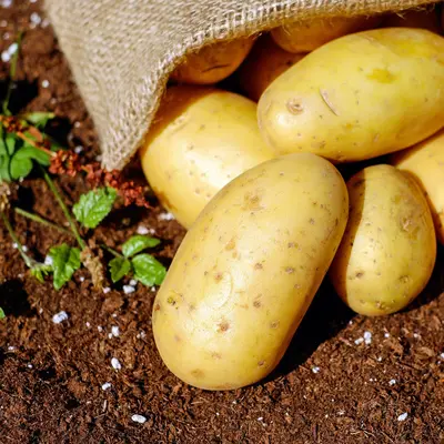 5 Manfaat dan Kandungan Nutrisi Kentang yang Baik untuk Kesehatan