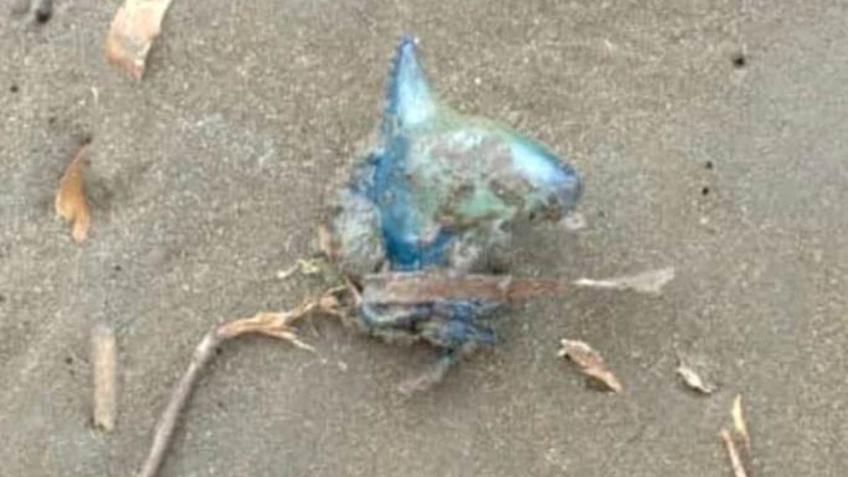 Awas, Serangan Ubur-Ubur Api di Pantai Selatan Cilacap dan Kebumen ...