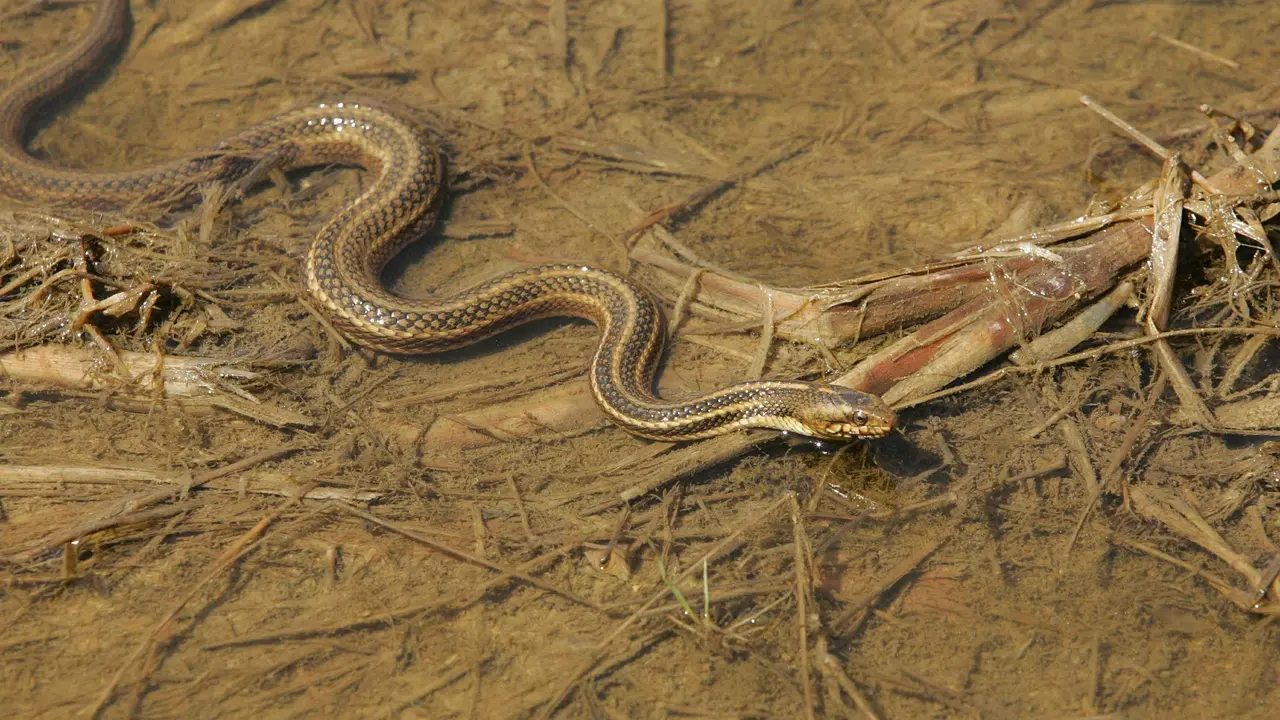 10 Jenis Ular Paling Berbisa, Salah Satunya Banyak Ditemui di Indonesia ...