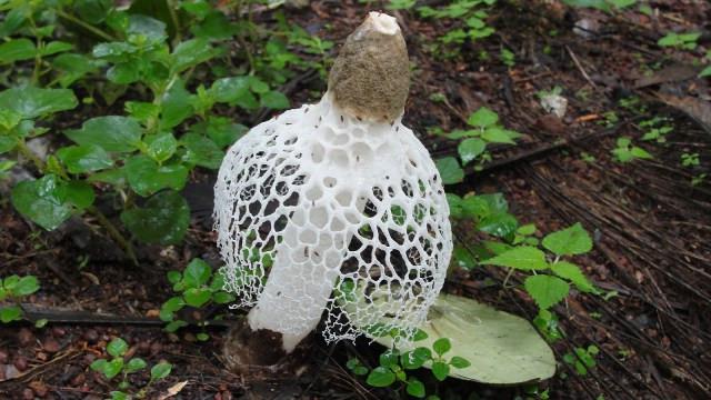 16 Macam-Macam Jamur yang Bisa Dimakan, Banyak Manfaat Bagi Kesehatan ...