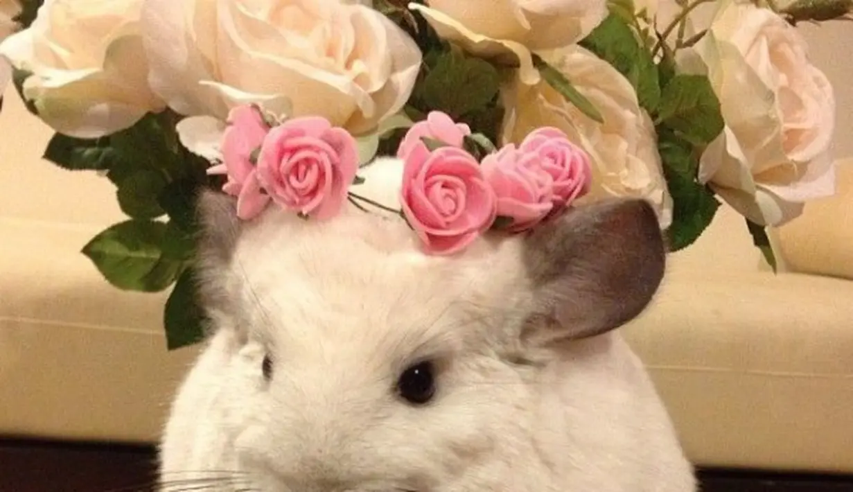 Chinchilla Stylish Bernama Bubu Ini Bikin Anda Terpekik Gemas - Photo ...