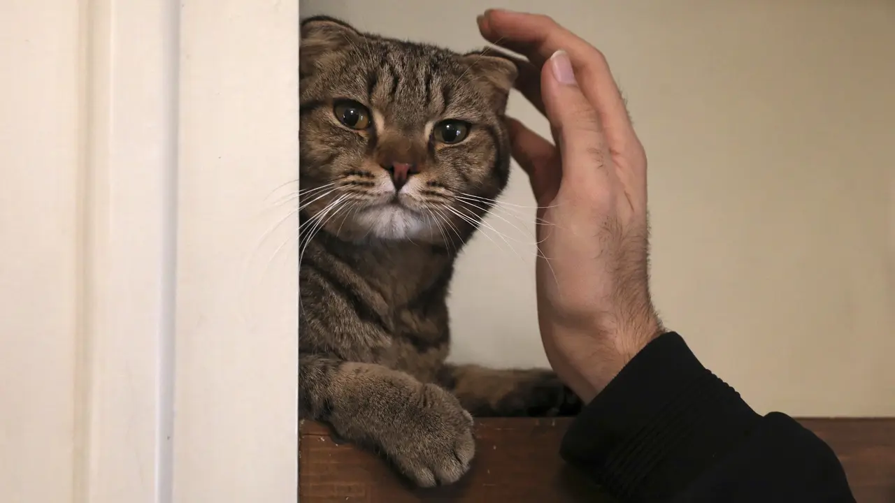 Awas, Pantang Mengelus Kucing di Area Ini, Studi Ungkap Alasannya ...