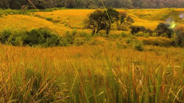 6 Destinasi Sabana di Indonesia yang Menyihir Mata dan Jiwa - Lifestyle ...