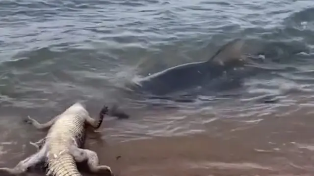 Viral Hiu Serang Buaya, Netizen Indonesia: Bak Perang Suro dan Boyo ...