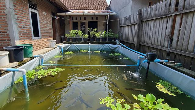 7 Usaha Ternak Ikan di Rumah Sempit, Mudah dan Untung Besar untuk Pemula