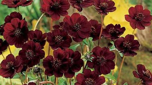 7 Bunga Terlangka di Dunia - Lifestyle Fimela.com