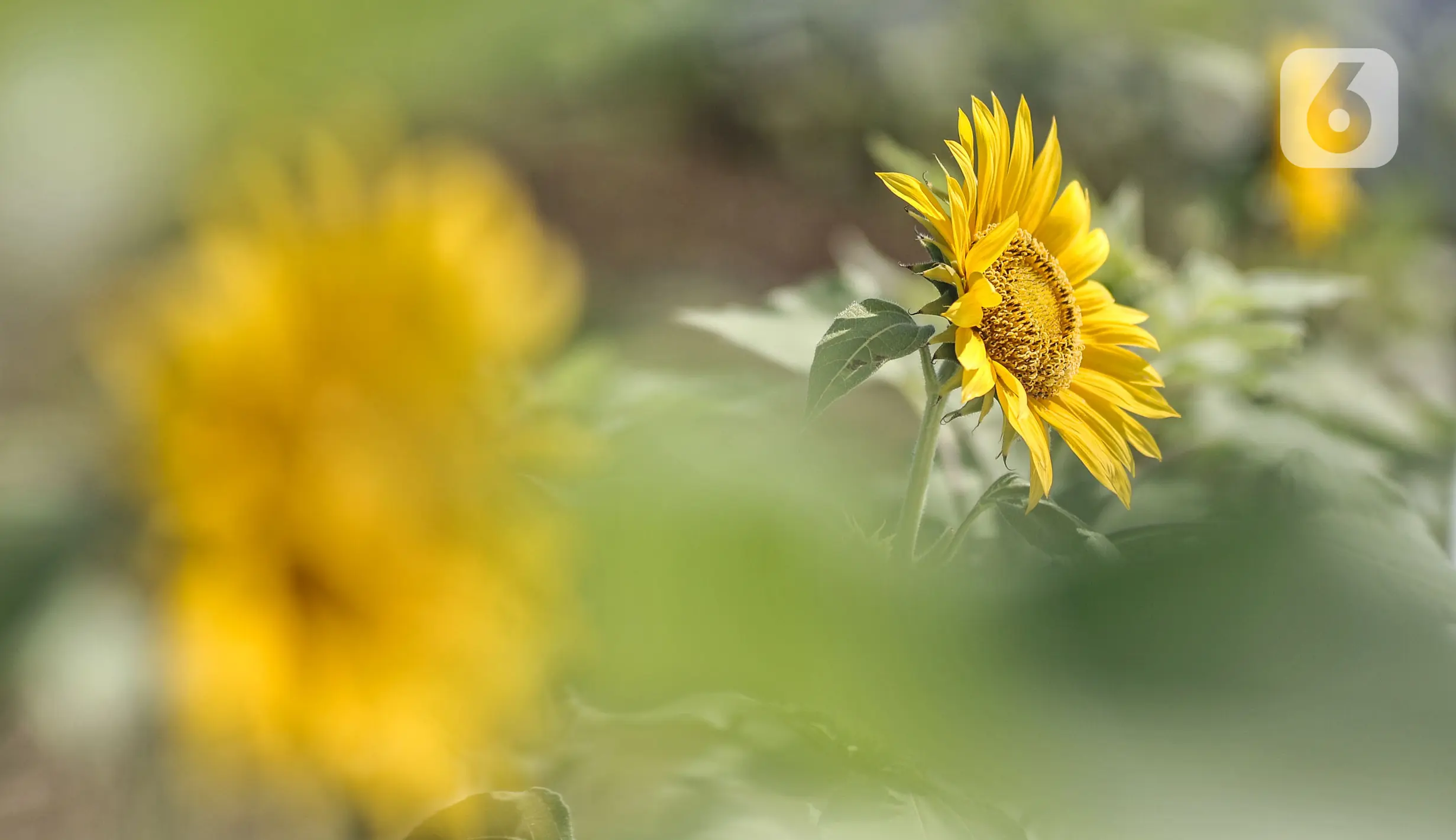 FOTO: Keindahan Taman Bunga Matahari di Utara Jakarta - Foto Liputan6.com