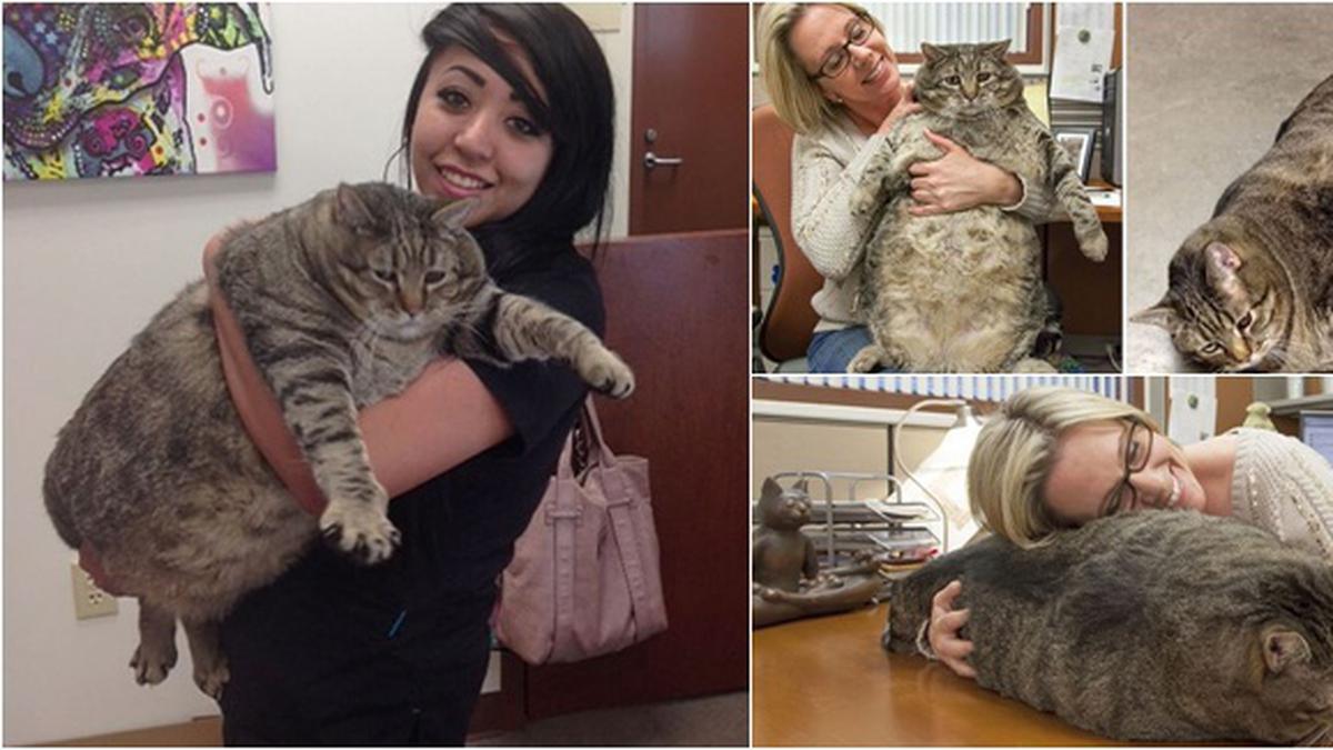 Meatball, Kucing Gendut 15 Kilogram Ini Sepertinya Bisa Jadi Bantal