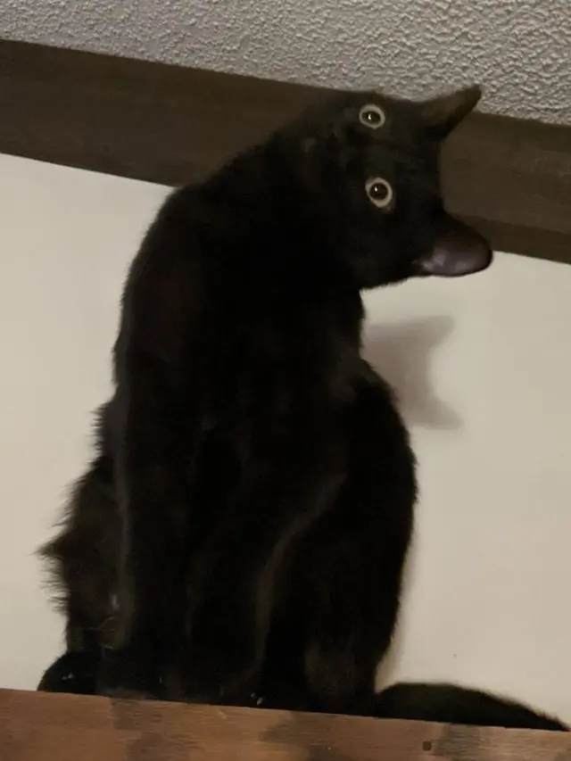 10 Gaya Kucing Super Nyeleneh, Bikin Geleng-Geleng Kepala - Citizen6 ...
