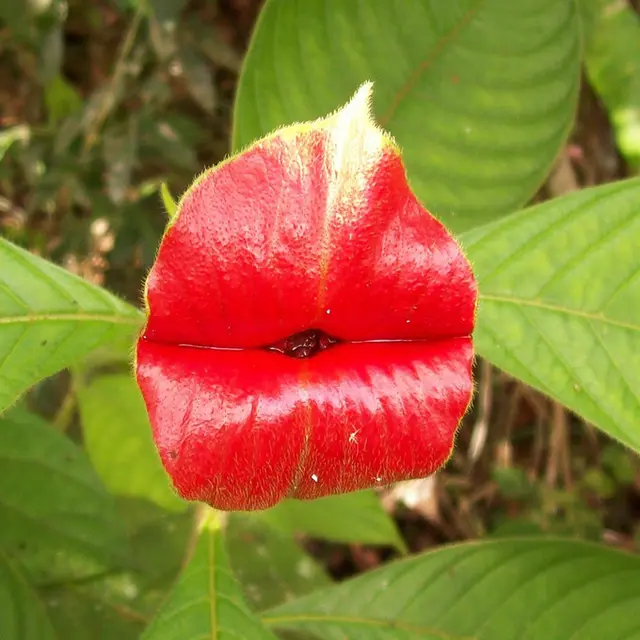 6 Potret Tumbuhan Seperti Sedang Berekspresi Bak Manusia Ini Unik ...