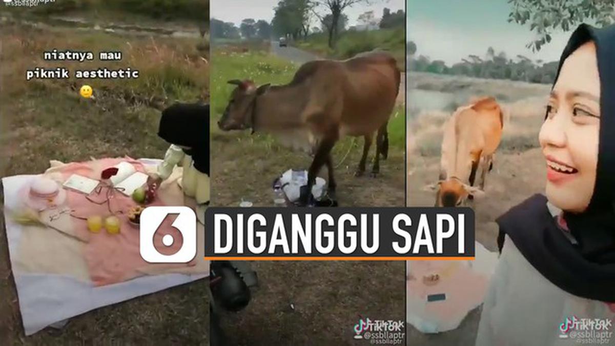 VIDEO: Kocak, Hendak Foto Estetik di Padang Rumput Tapi Diganggu Sapi