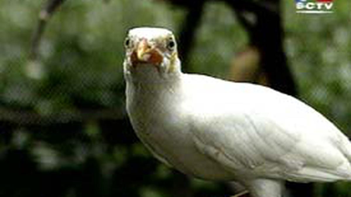 Beo Putih Melengkapi Koleksi Taman Burung - News Liputan6.com