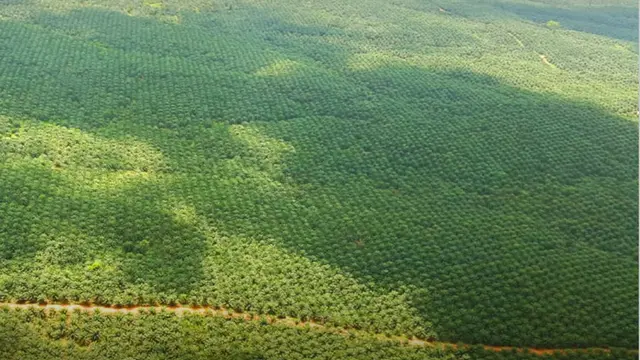 Pesanan 2.000 Ekskavator dari Jhonlin jadi Terbesar di Dunia, Sany ...