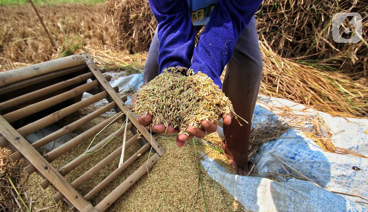 Kemarau, Harga Gabah Kering Ditingkat Petani Alami Kenaikan - Foto ...