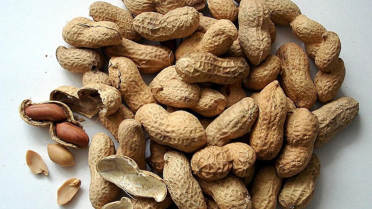 Tips Memasak Kacang Rebus yang Empuk dalam Waktu Singkat, Hanya Butuh ...