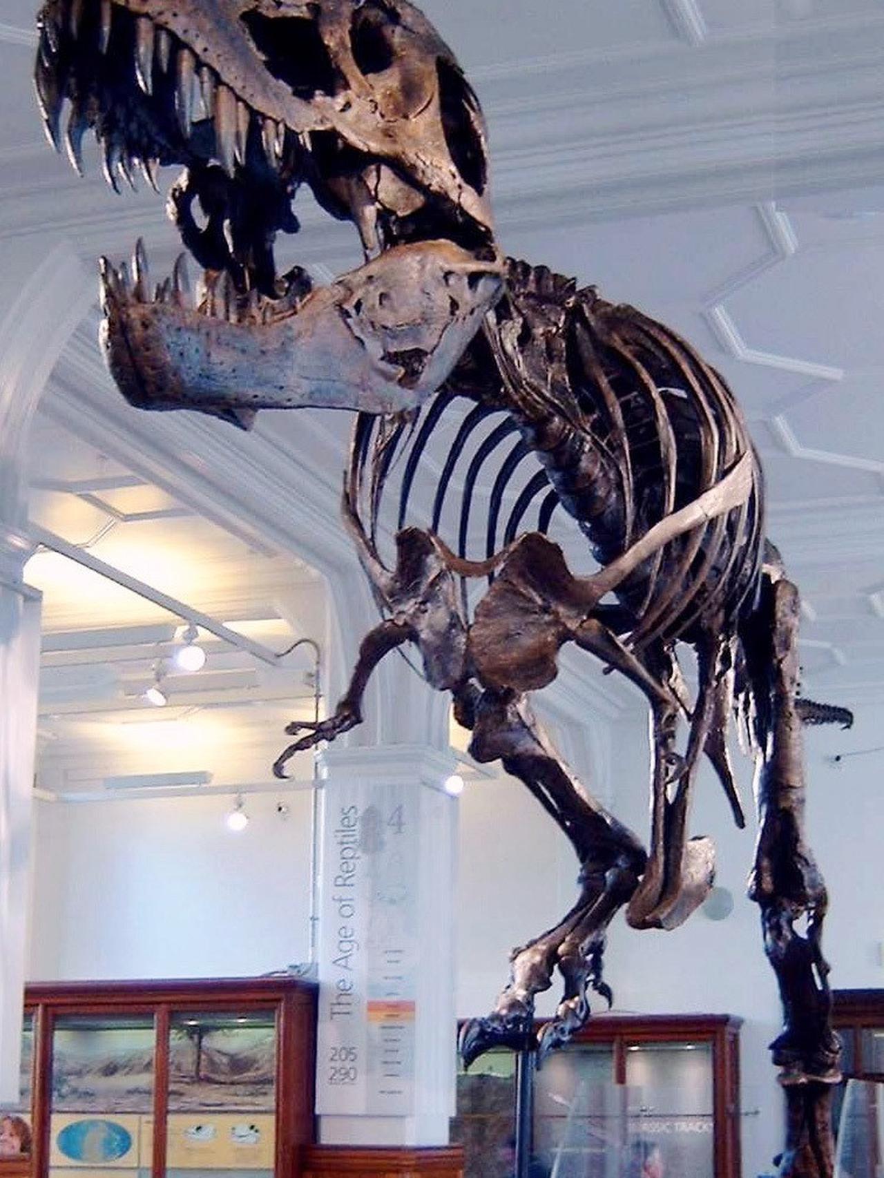 8 Fosil Dinosaurus dengan Bagian Nyaris Lengkap yang Pernah Ditemukan