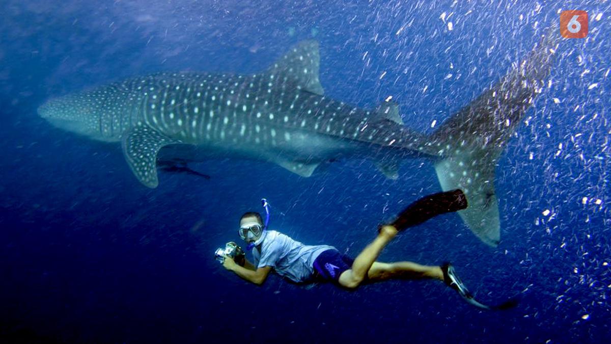 Sejarah Hari Hiu Paus Internasional yang Jatuh Setiap 30 Agustus