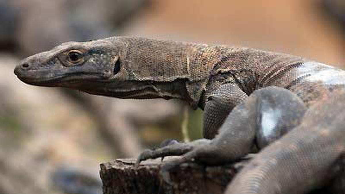 Hore! 18 Telur Komodo Koleksi KBS Telah Menetas - News Liputan6.com