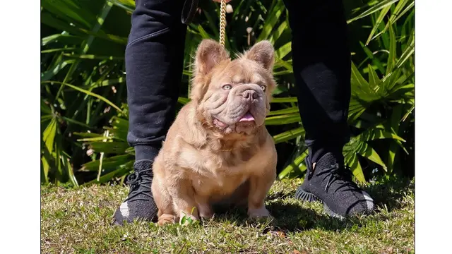Rope Daddy, Spesies French Bulldog Mewah Bernilai Lebih dari Rp 1 ...