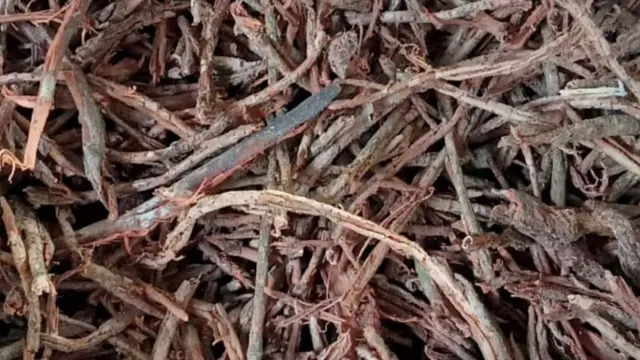 Serba-serbi Kayu Rapet, Tanaman Tradisional Langka untuk Racikan Jamu ...