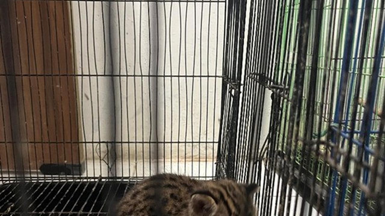 Mengenal Kucing Kuwuk, Predator Mungil Berstatus Dilindungi yang ...