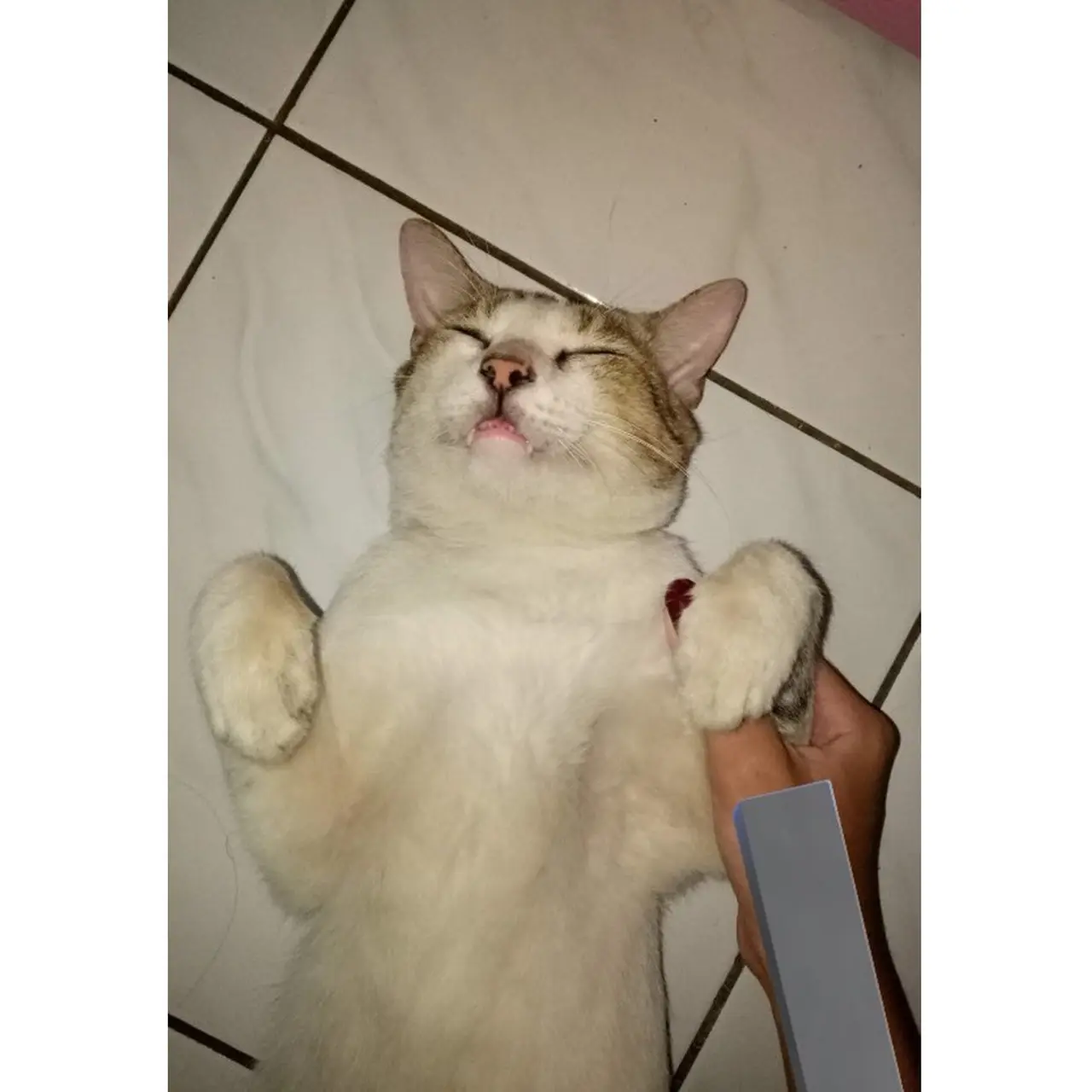 6 Potret Lucu Kucing Tidur Pulas Sampai Menganga Ini Bikin Gemas - Hot ...