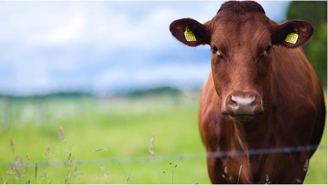 5 Hujan Teraneh: Hujan Laba-Laba, Ikan, Sapi, Ubur-Ubur dan Katak ...