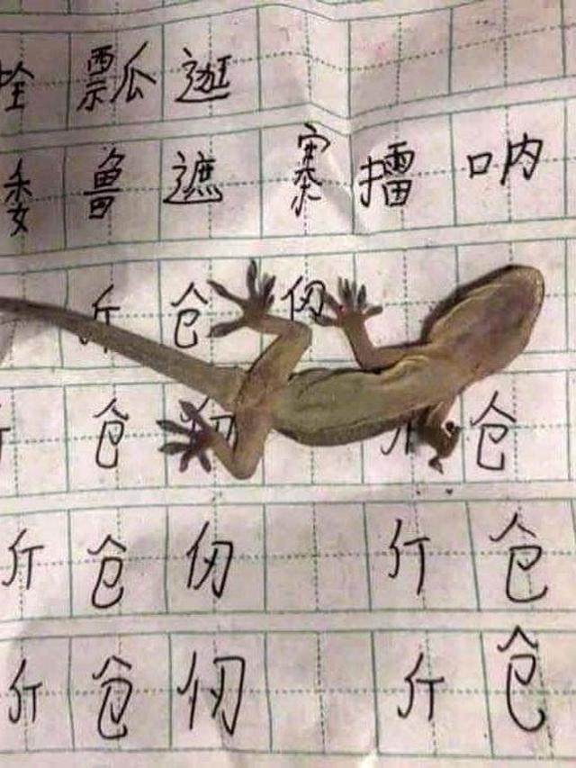 Tertidur Saat Kerjakan PR, Bocah Ini Kaget Menindih Cicak hingga Mati ...