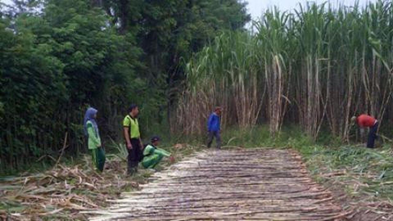 Respons Protes Petani, Anak Usaha Bulog Jamin Tebu Lokal Terserap